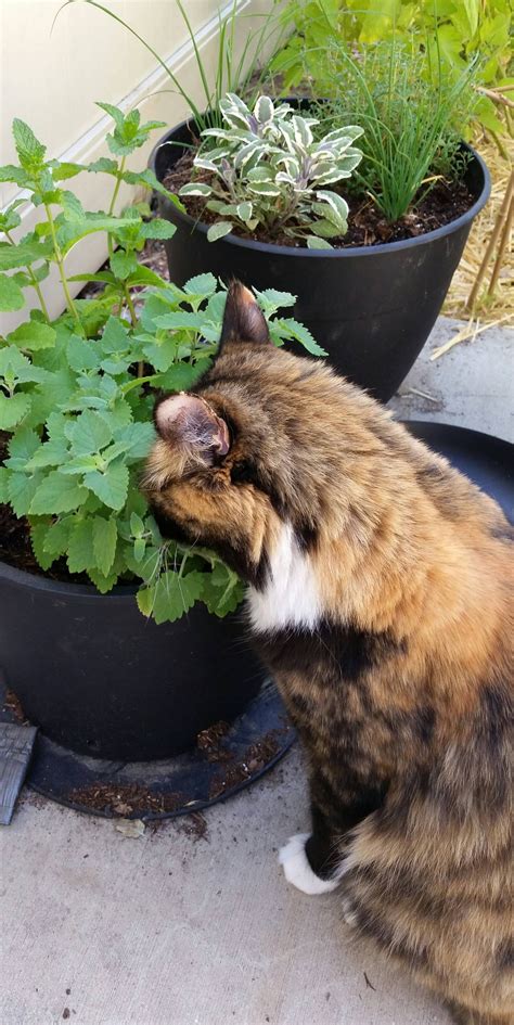 Carefully Inspecting The Catnip For Pests Rgardening