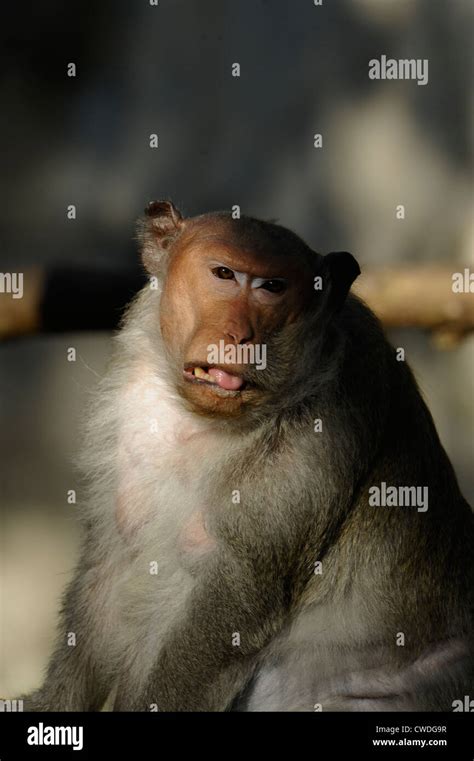 Monkey With A Grin On Its Face Chiang Mai Zoo Chiang Maithailand