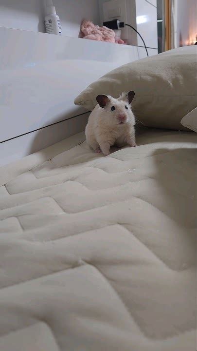 갑자기 빠른 템포에 놀란 햄스터 햄스터 귀여운 놀람 Youtube