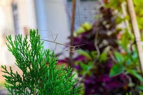 220 Phasmida Fotografías De Stock Fotos E Imágenes Libres De Derechos