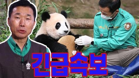 물러설 수 없어요 한마디만 할게요 푸바오 사육사의 폭탄선언 푸바오 한국 귀환이 긴급한 상황 충격적인 진실이 밝혀지자 한국과 중국 모두 눈물 Youtube