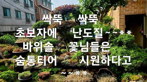 정글 밀림속같던 뜨락정원 커다란 가위로 싹다 잘라 줬네요 너무 싹자르니 인정머리 없다고~~~ Youtube