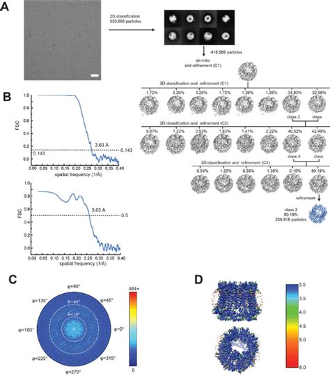 Fig S3 Single Particle Analysis Of Chcalhm1 A A Representative Download Scientific Diagram