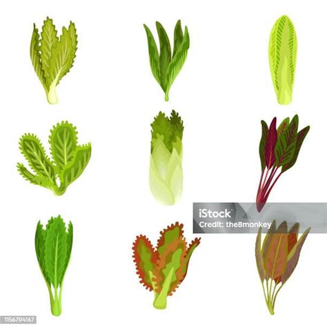 신선한 샐러드 잎 라디키오 양상추 로메인 케일 콜라드 소렐 시금치 미즈나 건강한 유기농 채식 식품 벡터 일러스트 식물에 대한 스톡 벡터 아트 및 기타 이미지 Istock