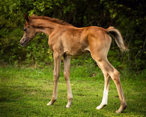Tryst Mlm Mlm Arabians