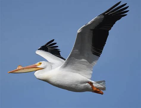 19 Birds With Big Beaks Facts And Pictures