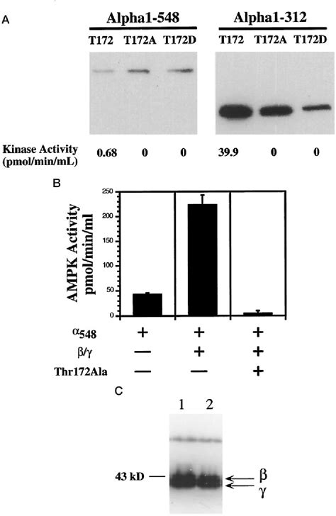figure 2 from functional domains of the α1 catalytic subunit of the amp