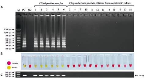 Figure 5 From Development Of The Colorimetric Loop Mediated Isothermal