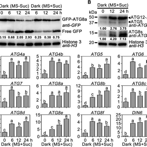 Light To Dark Shift Activates Autophagy By Inducing Atg Expression