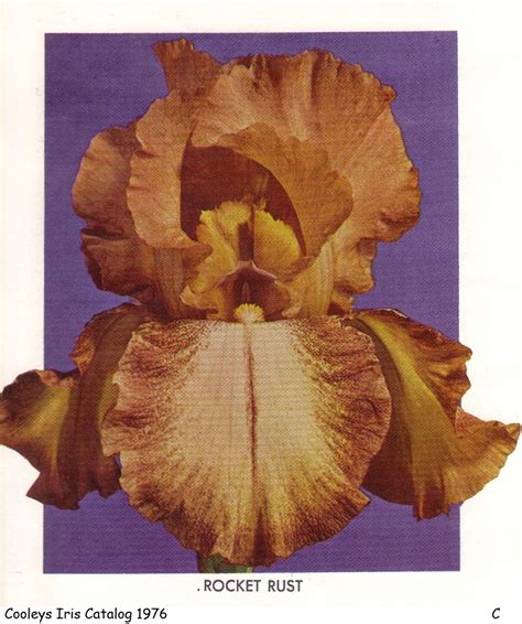 Rocket Rust Historic Iris Preservation Society