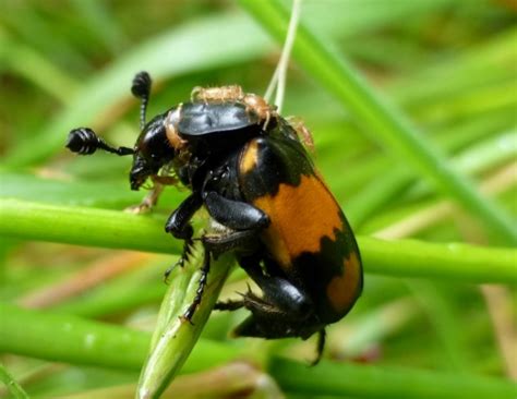 Common Sexton Beetle Naturespot