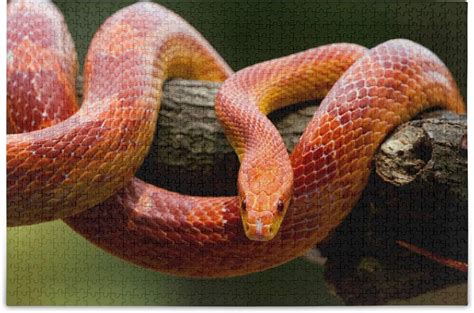Dreamtimes Red Corn Snake Jigsaw Puzzles Puzzles For Adults 500 Pieces