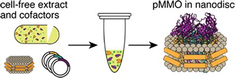 Cell Free Protein Synthesis Of Particulate Methane Monooxygenase Into Nanodiscs Acs Synthetic
