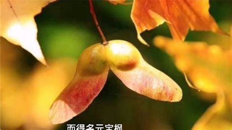 华商它世界：植物界的金元宝 元宝枫 腾讯视频