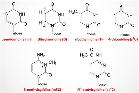 Nucleic Acids Structures Properties And Functions