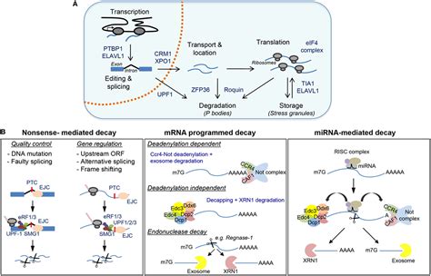 Frontiers Uncovering The Role Of RNA Binding Proteins In Gene
