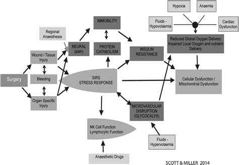 Diagram Showing Overview And Interrelationship Of Surgical Injury The