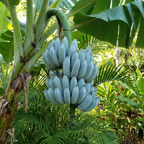 Blue Java Banana Seeds For Home Garden Growing Tropical Variety