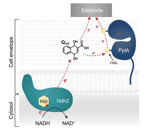 Video Characterizing Mediated Extracellular Electron Transfer In Lactic Acid Bacteria With A