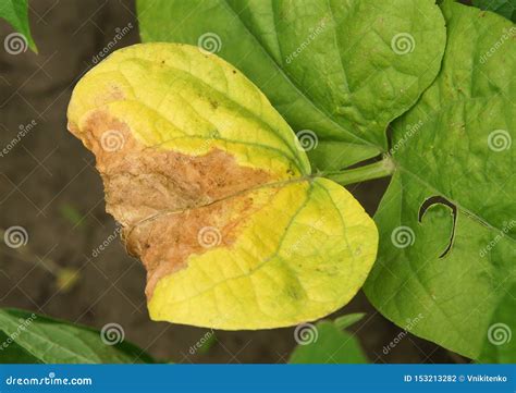 Rust Fungi Uromyces On Phaseolus Stock Photo Image Of Green Growth 153213282