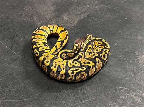 Pastel Confusion Ball Python By Balls And Strikes Pythons