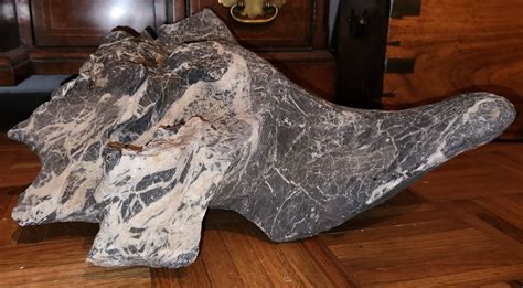 Please Help Identify Potential Fossil Probably From Southern Nevada Pelvic Bone Fossil Id