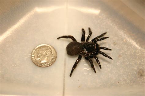 Trapdoor Spider Georgia Trapdoor Spiders Pzqpiu