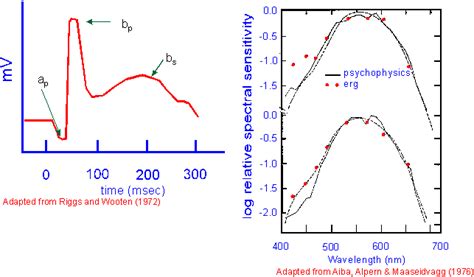A P Photopic Component Of A Wave