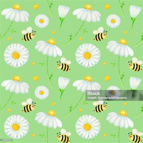 수채화 데이지 카모마일 꽃 원활한 패턴 플라이 꿀벌 일러스트 녹색 배경에 손으로 그린 식물 허브 하얀 꽃 싹 줄기 잔디 야생 식물원 꽃 건강관리와 의술에 대한 스톡 벡터