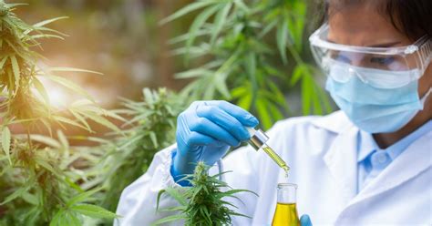 Cvcan California Cannabis Testing Panel Encore Labs