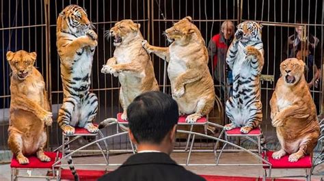 Prabowo Jangan Jadi Singa Sirkus Jokowi Sancanews Id