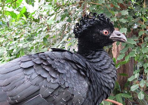 Cocoșul Hoco Cu Ciocul Galben Caracteristici și Curiozități