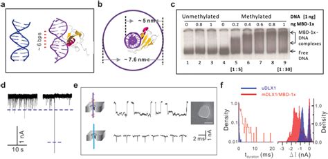 A Structure Of B Form Dsdna Left And Methylated Dnambd Complex