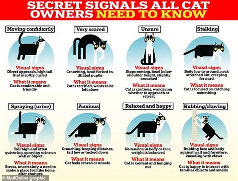 Cat Body Language Signals