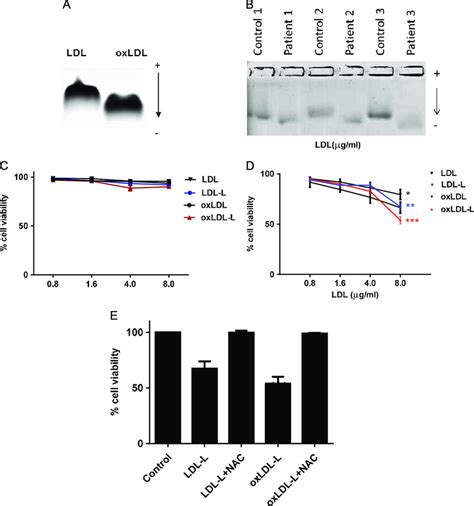 Sh Sy5y Viability After Lipid Treatments A Plasma Ldl 200 μgml