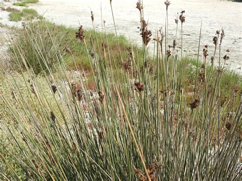 Juncus Acutus Juncaceae
