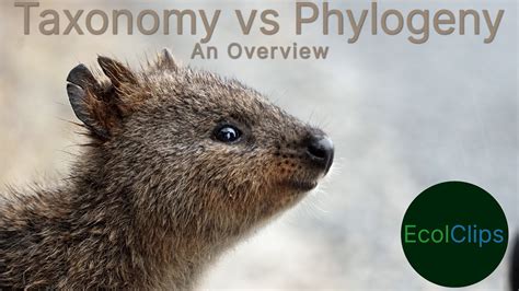 Taxonomy Vs Phylogeny Kangaroos As An Example Ecolclips Youtube