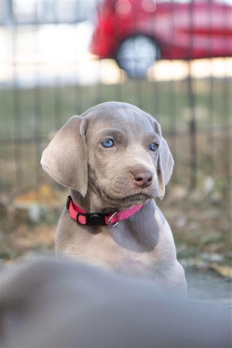 Weimaraner Puppies Blue Eyes