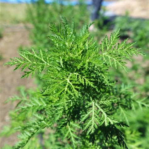 Artemisia Sweet Annie Organic Adaptive Seeds