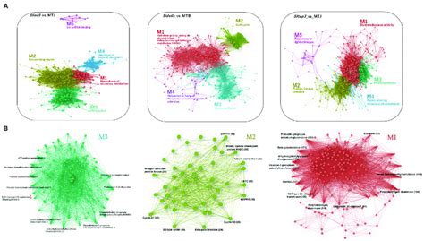 Gene Regulatory Networks Of The Tomato Parthenocarpic Mutants Weighted