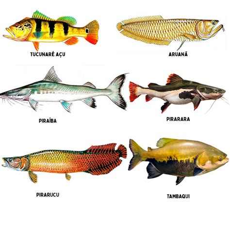 Os Melhores Destinos De Pesca Para A Amazônia Para 2024 Blog Santa Pesca