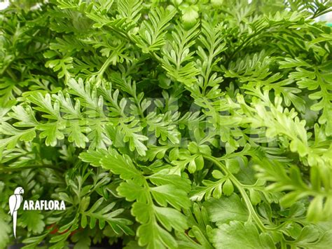 Asplenium Dimorphum X Difforme X Parvati