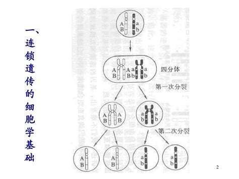 遗传和进化3 连锁遗传和变异 Word文档在线阅读与下载 免费文档