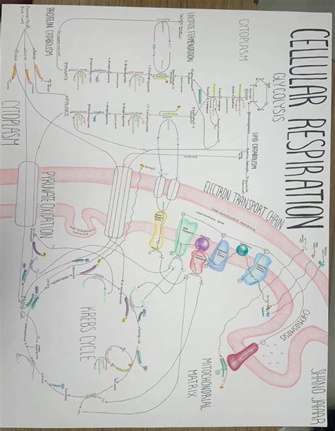 Cellular Respiration Poster By Shano Jafaar Krebs Cycle School