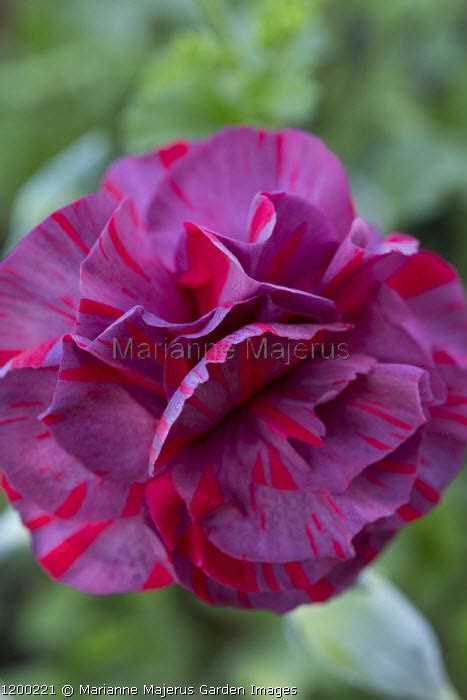 Marianne Majerus Garden Images