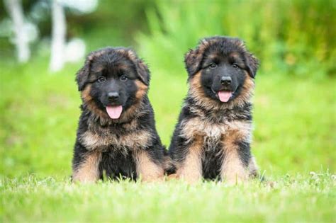 Can Two German Shepherds Live Together Read Before Adopting Dogster