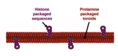 Lecture 5 Sperm Chromatin Integrity Dna Damage And Infertility