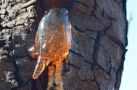 Free Stock Photos Rgbstock Free Stock Images Tree Sap Frontwing May 31 2015 8