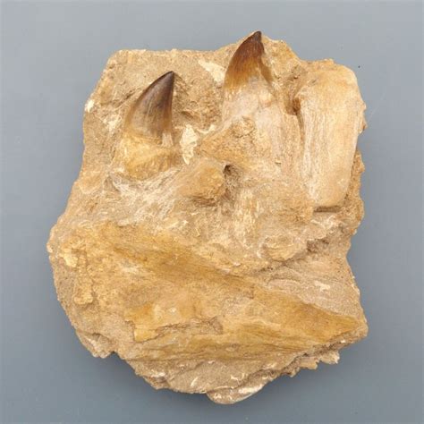 Fossil Mosasaur Jaw Teeth Mosasaurus Beaugei Catawiki