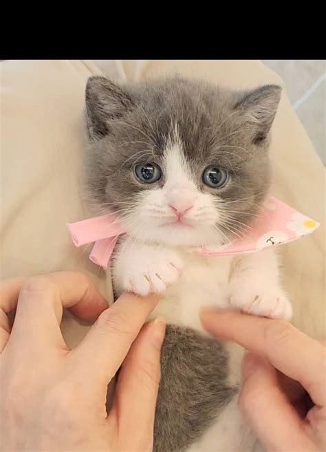 블루바이먼치킨 베디 왕발고양이 상위 1 랙돌 브리티쉬숏헤어 먼치킨 분양 전문